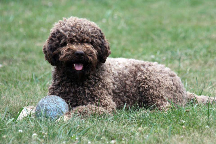 Meet Our Dogs - Lagotto CurlsRoc - Lagotto Romagnolo Breeder